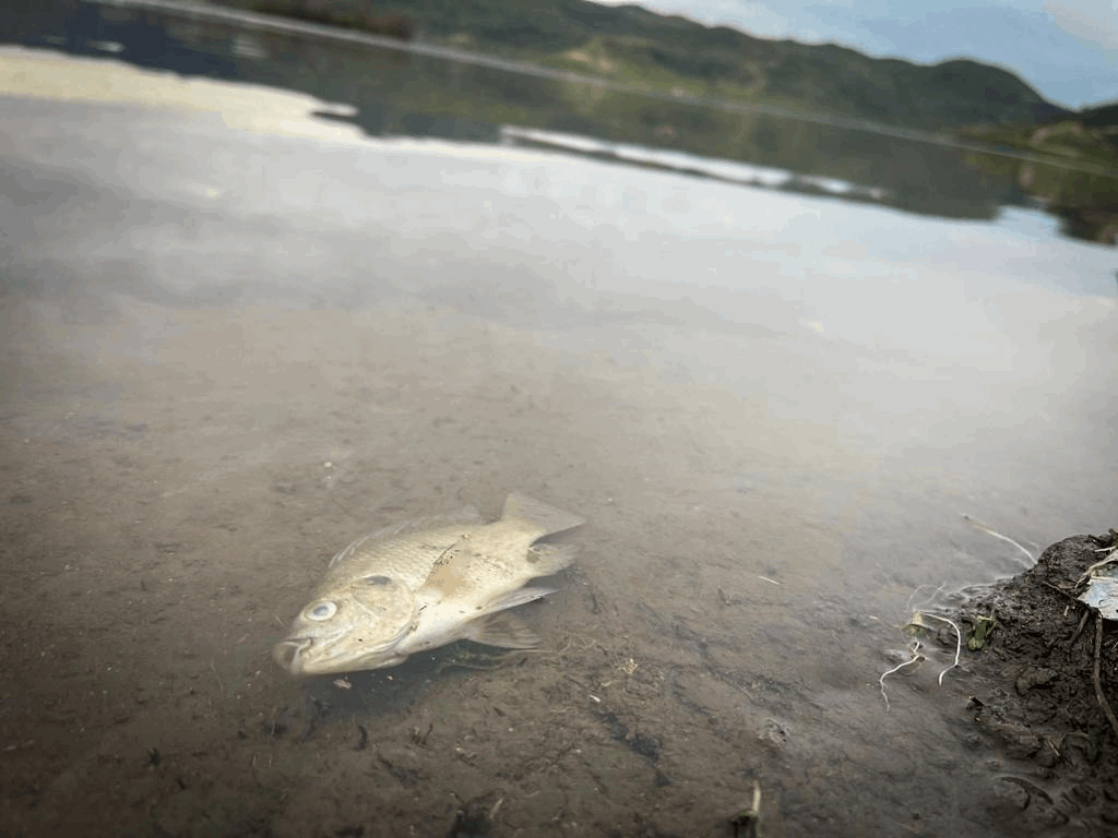 Aparecen Decenas de Peces muertos en la Presa - El Mexicano