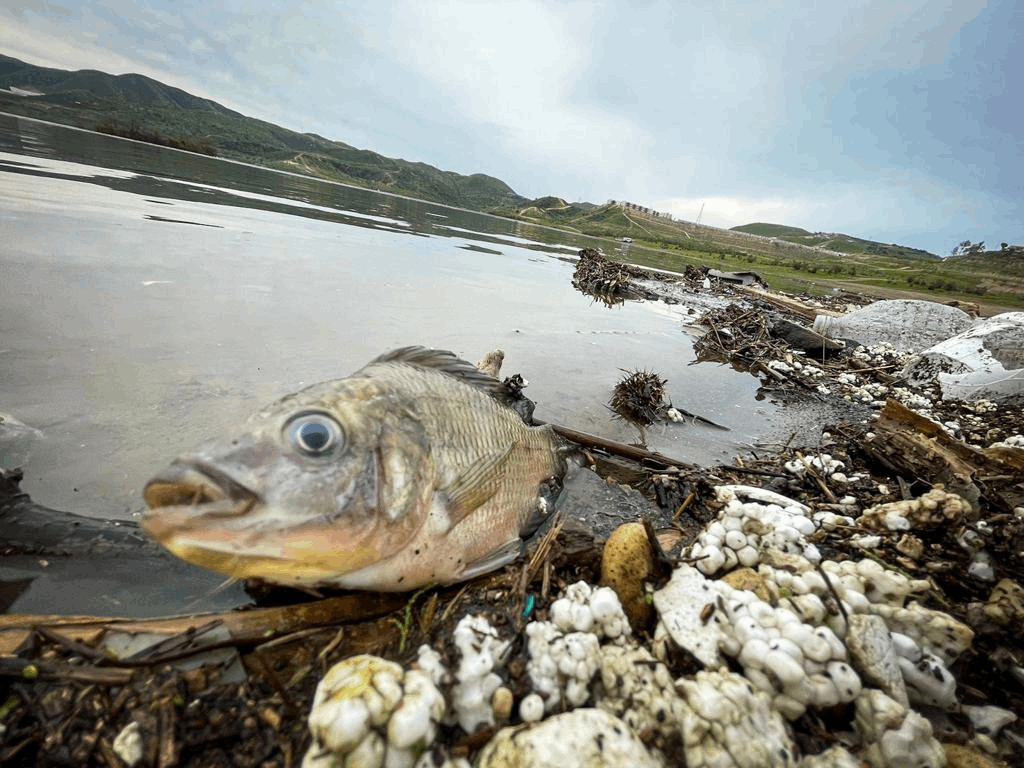 Aparecen Decenas de Peces muertos en la Presa - El Mexicano
