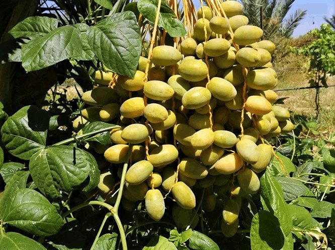 Inició cosecha datilera 2021 en el Valle de Mexicali - El Mexicano