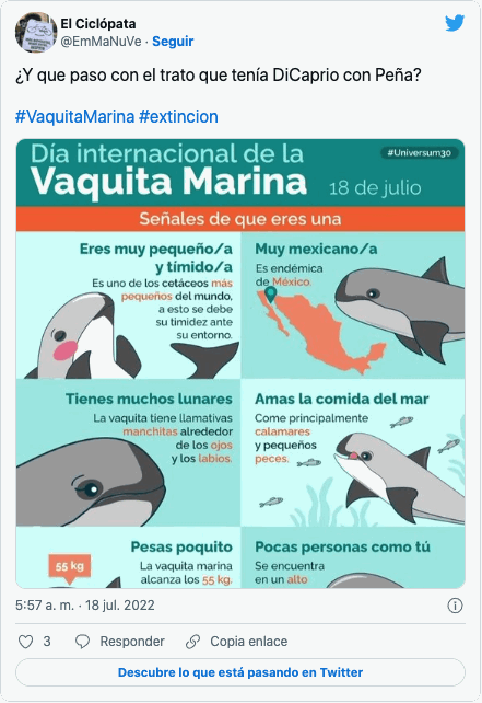 Día Mundial De La Vaquita Marina Conoce Más Del Mamífer El Mexicano
