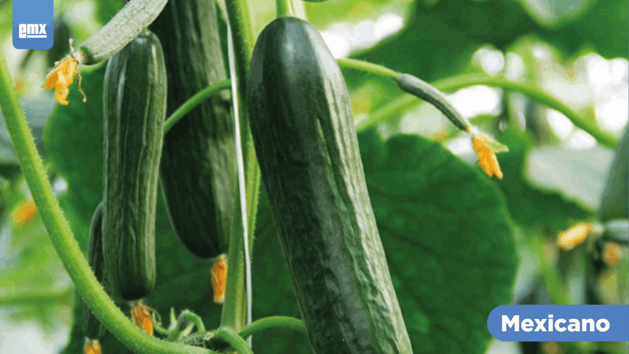 Cultivo de pepino persa generó 320 mdp en Ensenada - El Mexicano