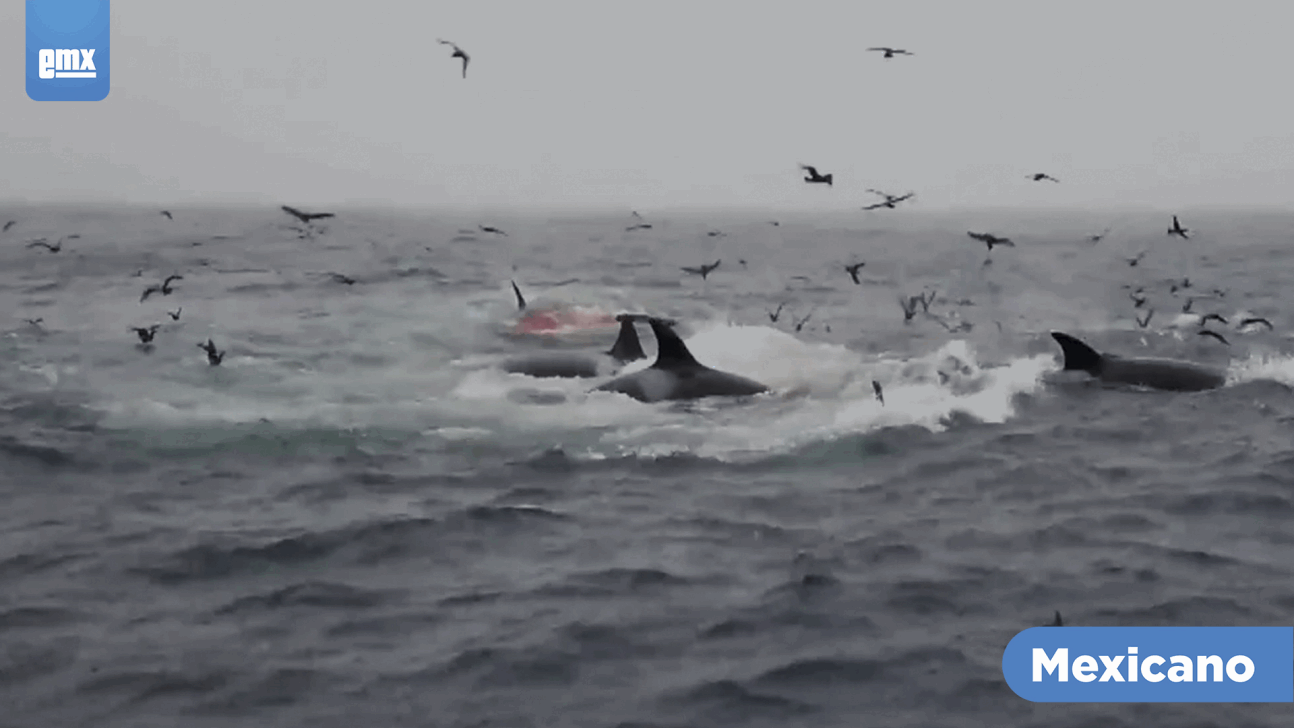 Filmaron a orcas cazando al animal más grande del planet... - El Mexicano