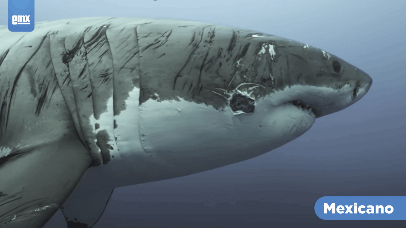 Captan al tiburón blanco con más heridas del océano - El Mexicano
