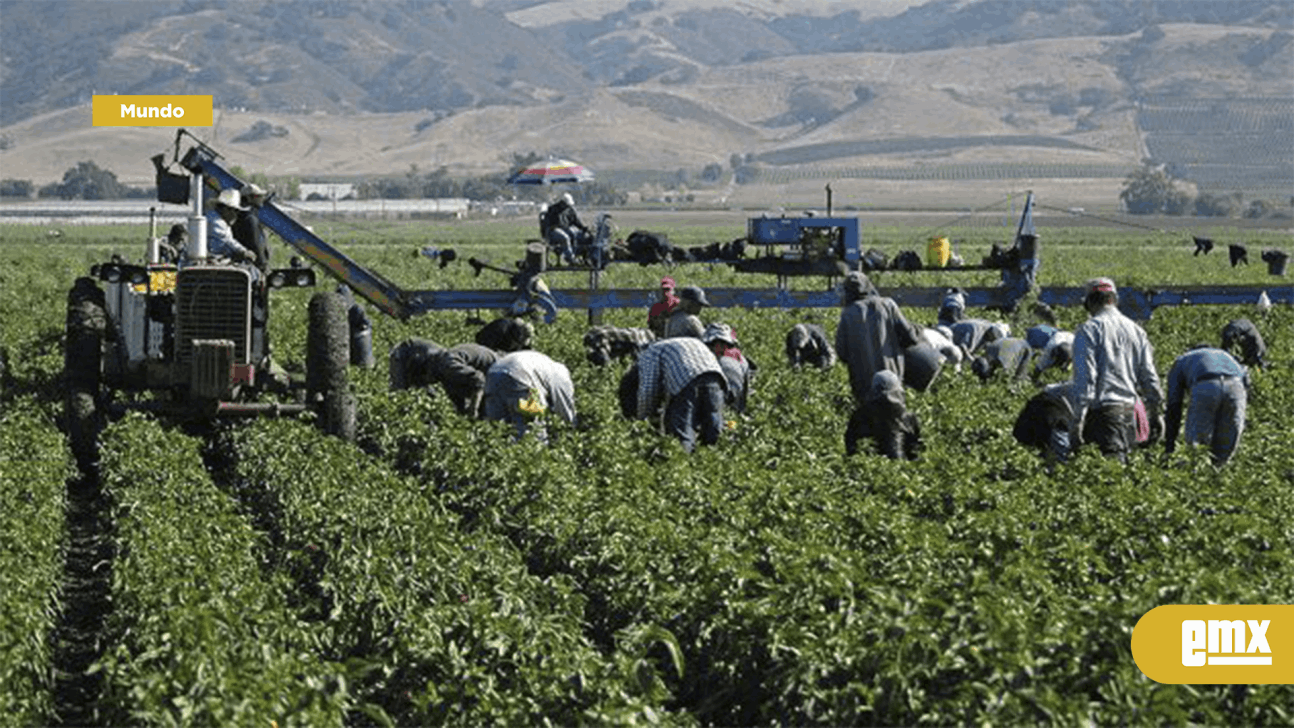 Altos Precios Y Escasez De Insumos Preocupan A Sector Ag El Mexicano