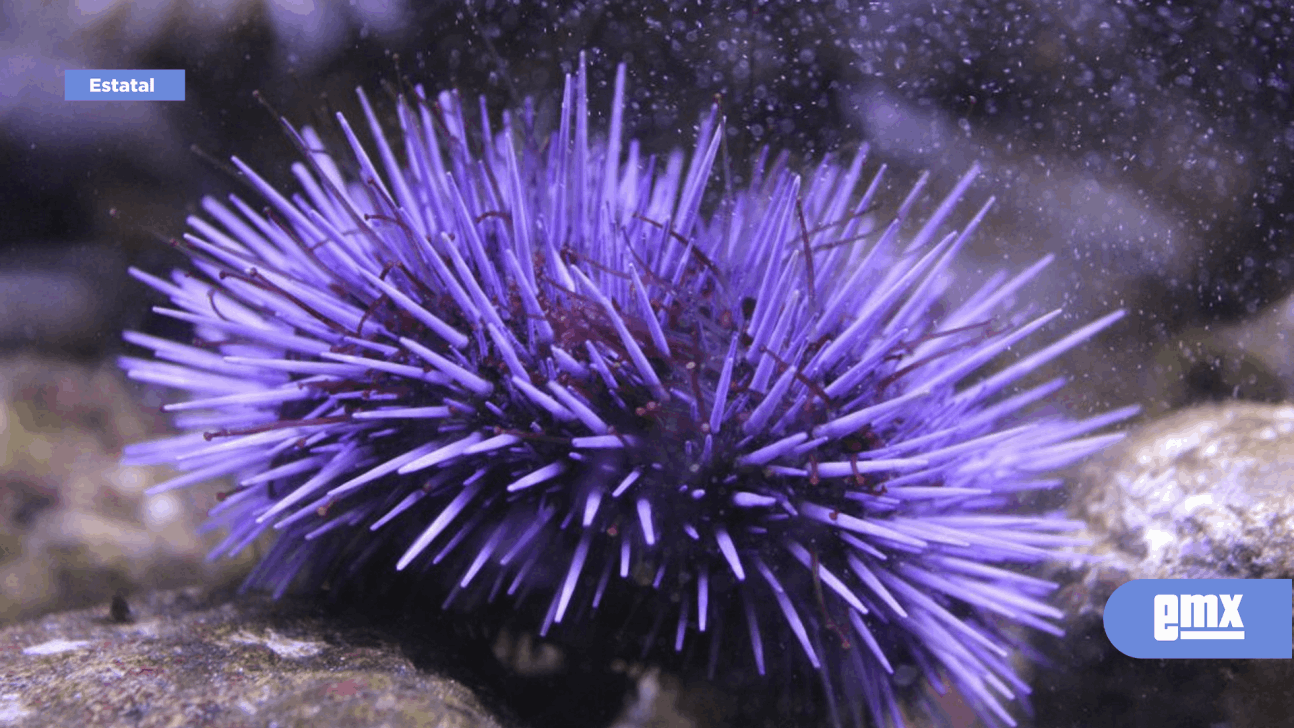 Inicia el primero de julio temporada de capturas de eriz... - El Mexicano