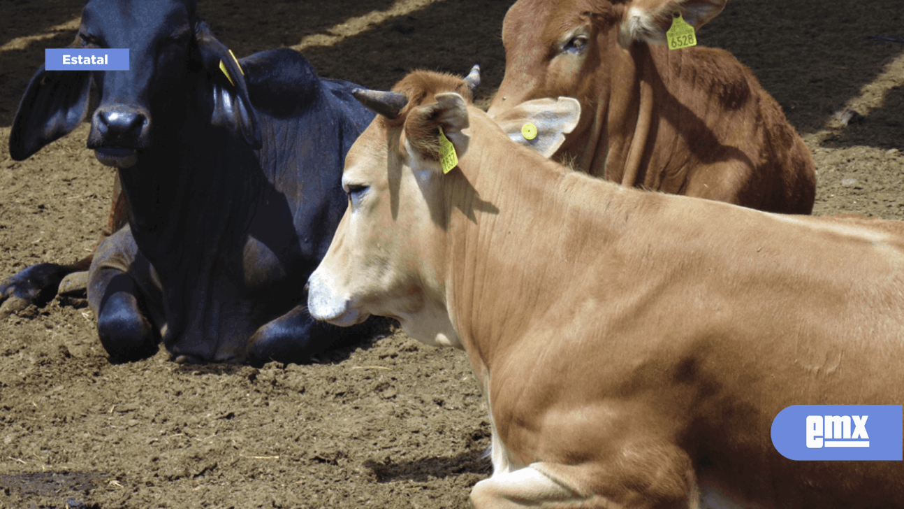 Habrá cambios en el sistema SINIIGA-SINIDA - El Mexicano - Gran Diario ...
