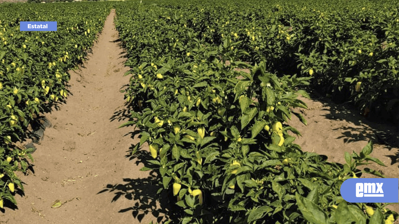 Reporta la SADER casi cuatro mil hectáreas de diversos c... - El Mexicano