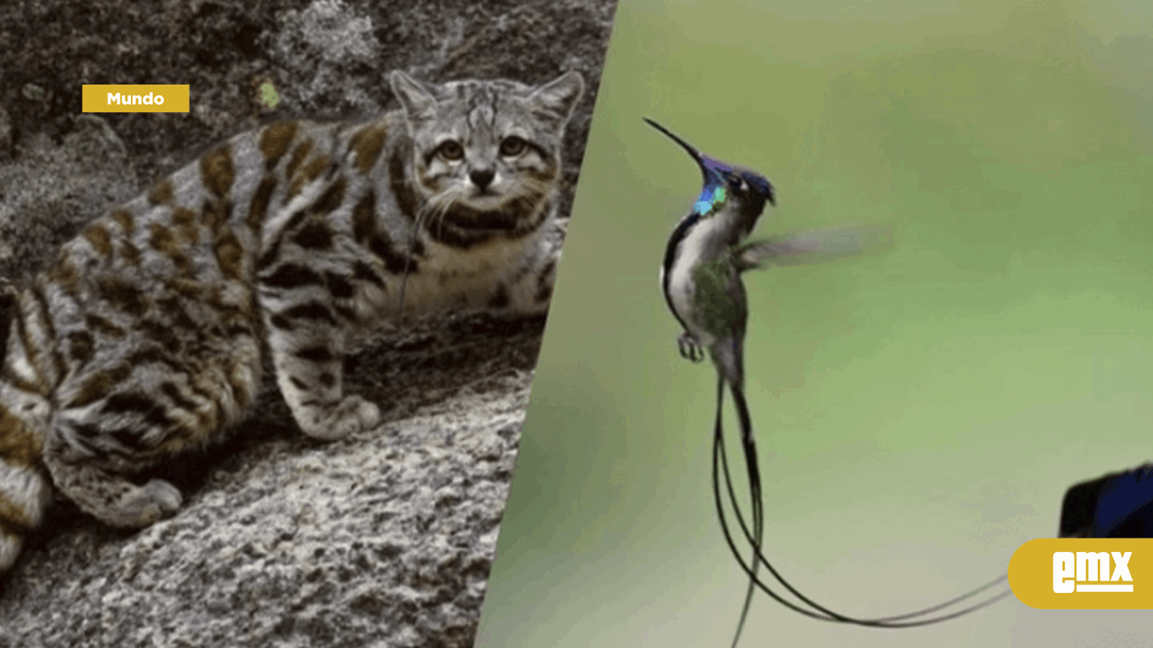 10 especies de animales peruanos que están en peligro de... - El Mexicano