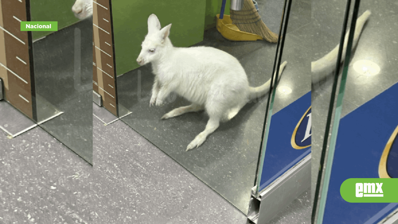 Canguro Albino es visto en La Jungla de Timo en Monterre... - El Mexicano