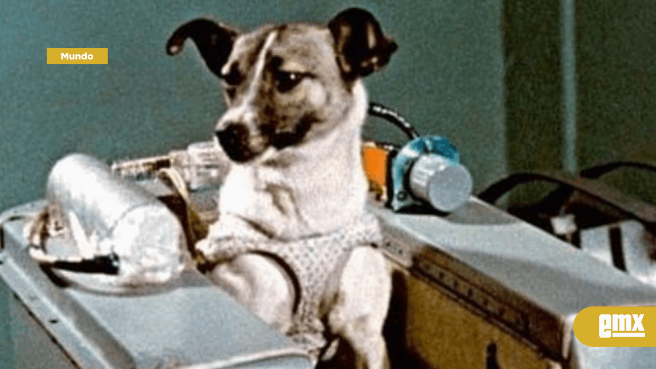 La misión de Laika, el perro que voló espacio, cumple 65... - El Mexicano