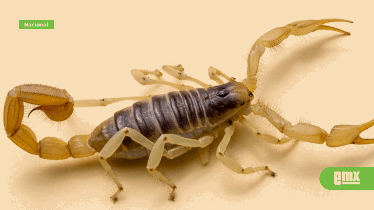 Alacranes en México: ¿En qué estados hay más incidencia... - El Mexicano
