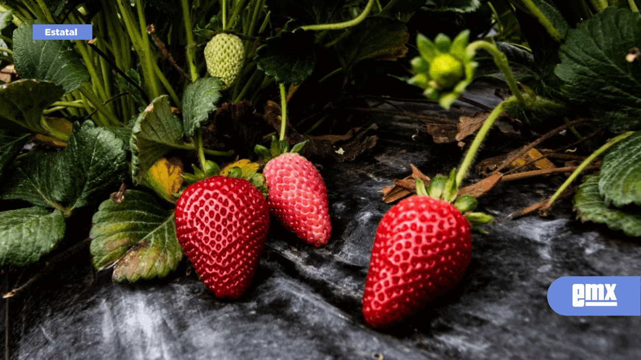 Genera 3 mil 977 mdp la producción de fresa en BC - El Mexicano