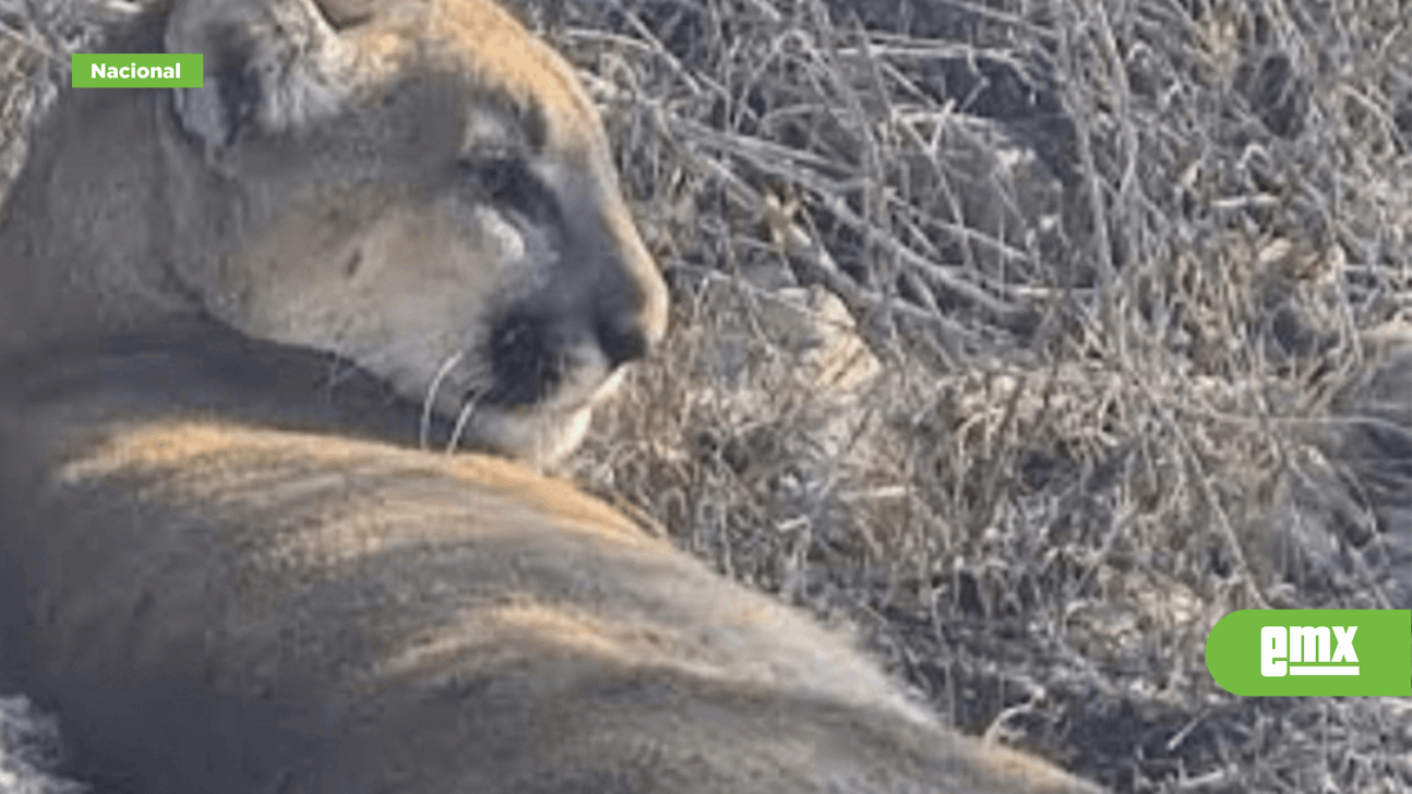 Capturan a puma mientras devoraba borregos en Hidalgo - El Mexicano ...