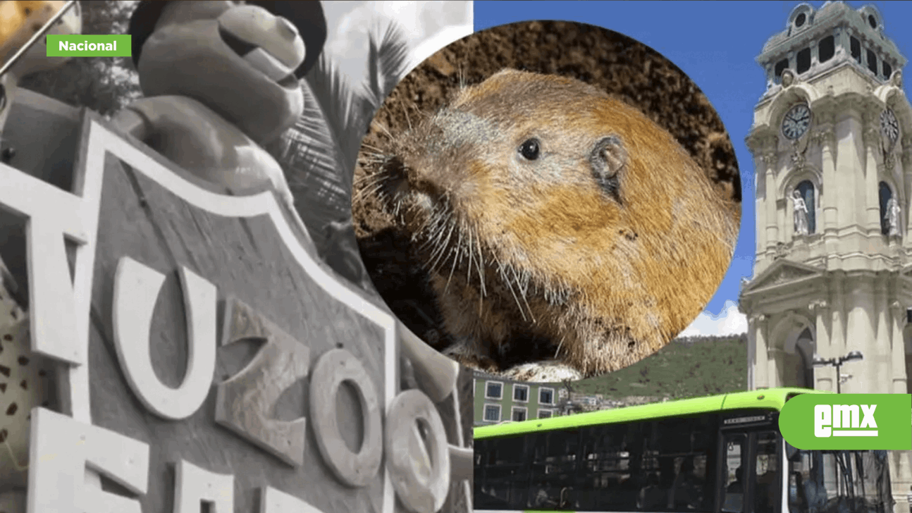 La tuza es declarada como patrimonio biocultural de Pach... - El Mexicano