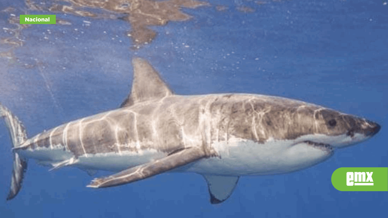 ¡Alerta! Tiburón blanco ataca en Sonora; van tres muerto... - El Mexicano