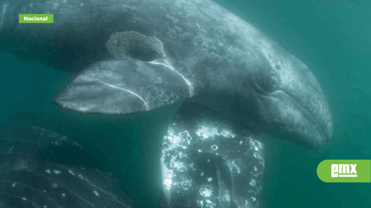 Van 157 ballenas adultas y 27 crías de ballena gris obse... - El Mexicano