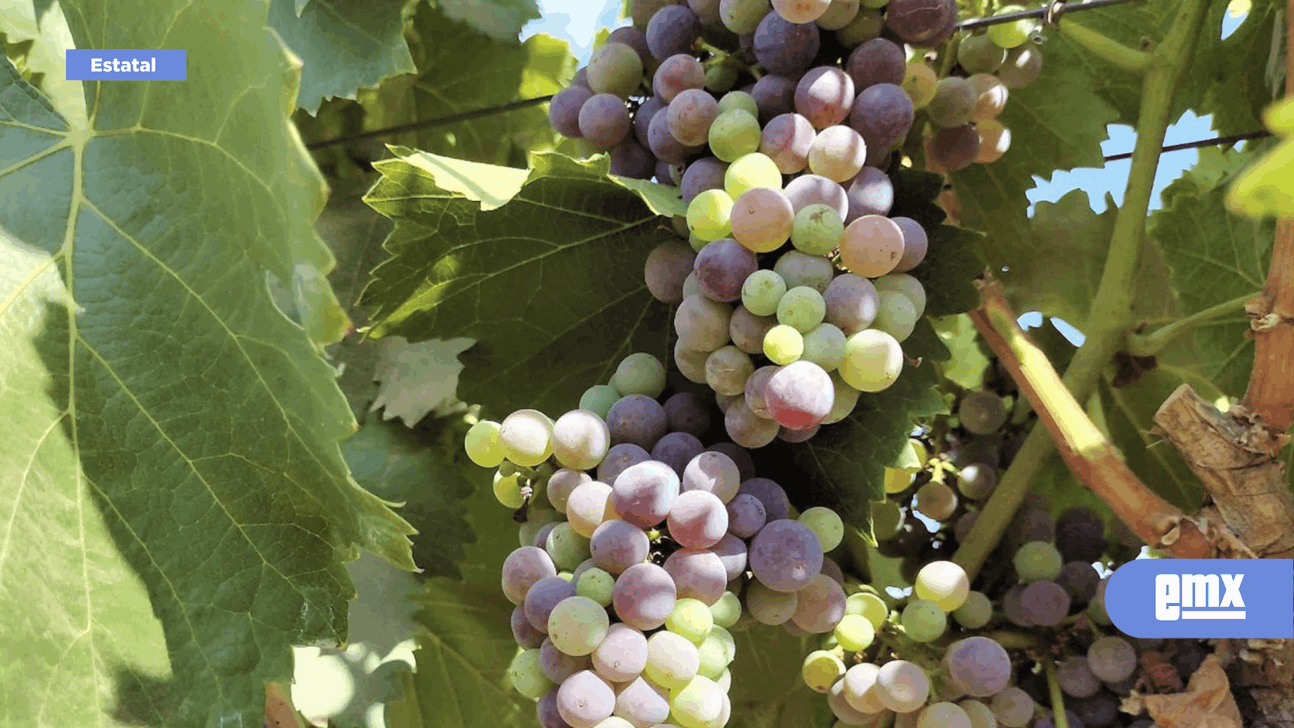 Hay sembradas 11 mil 670 hectáreas con cultivos “Perenne... - El Mexicano