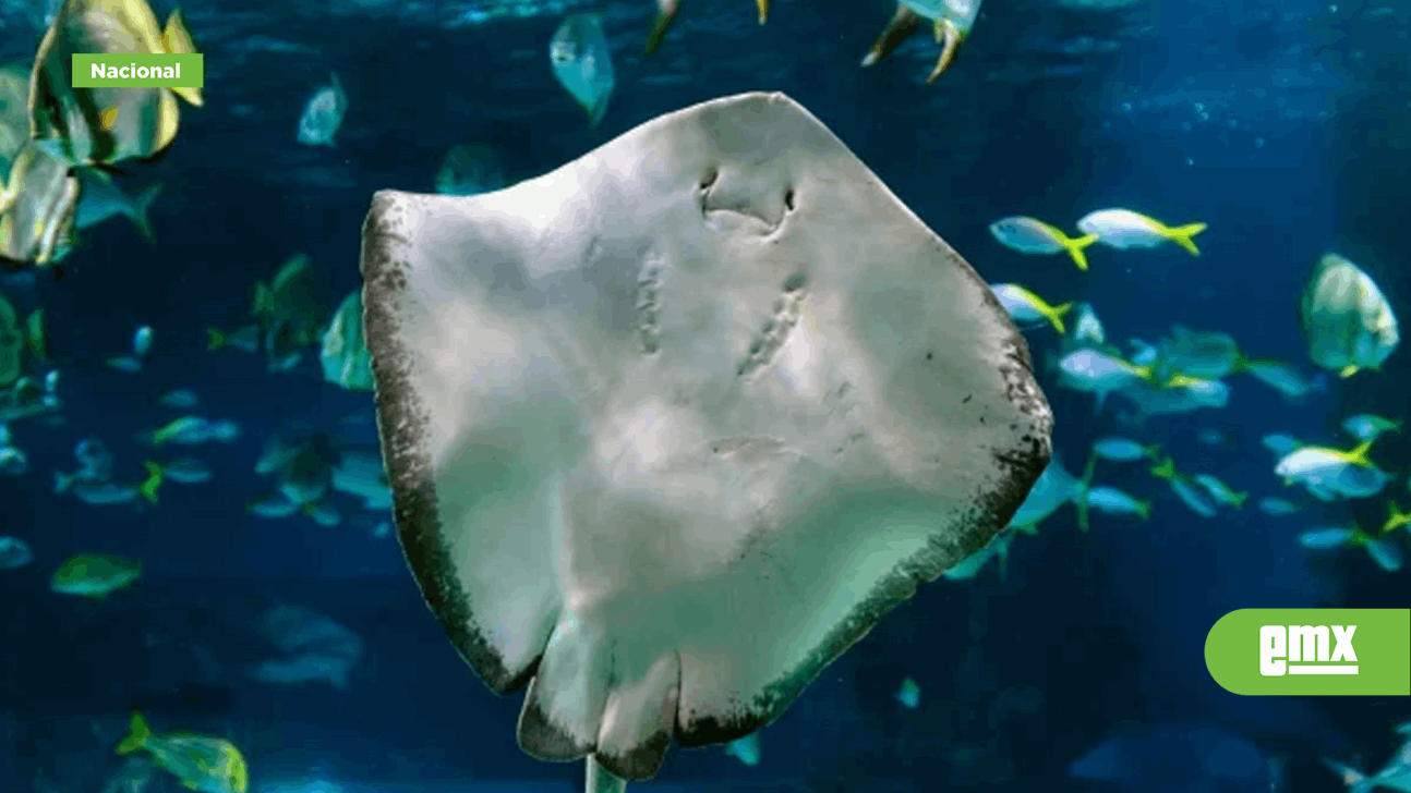 Quitan aguijón a mantarrayas en Sonora; buscaban protege... - El Mexicano