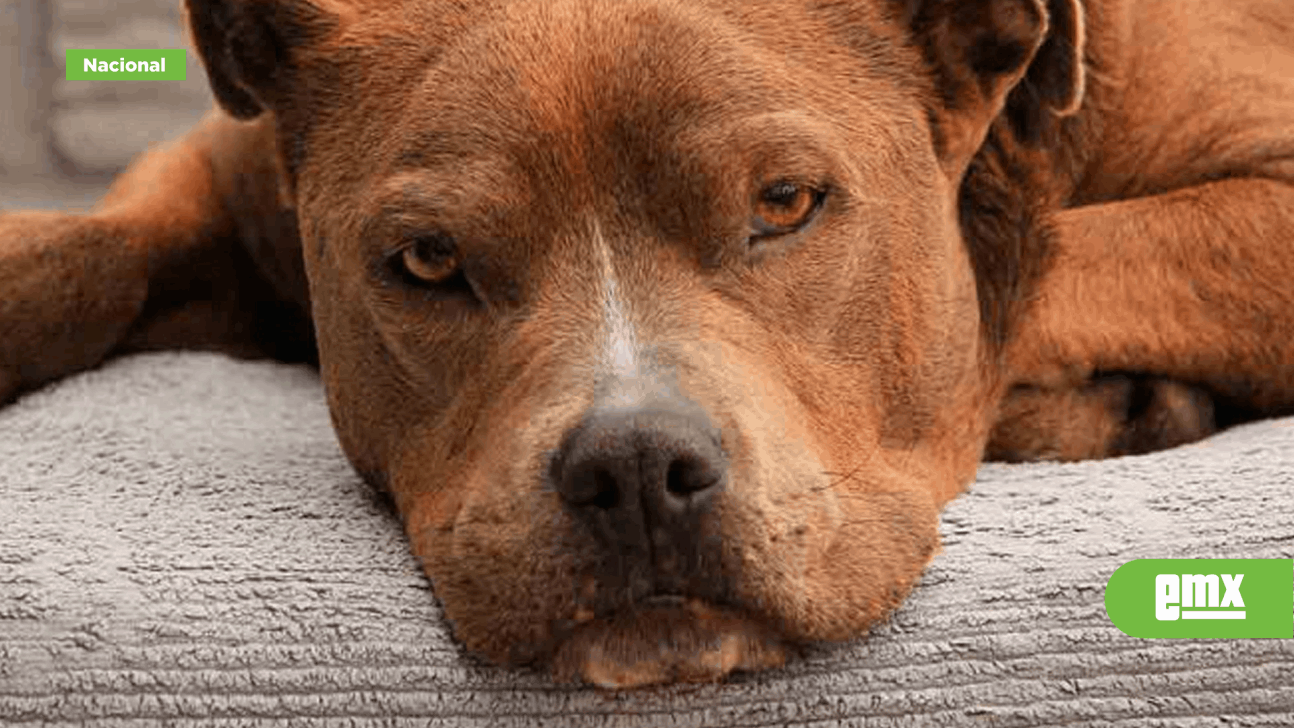 Mujer muere tras ser atacada por su perro pitbull en Gua... - El Mexicano