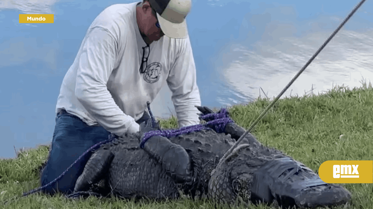 Una mujer murió tras ser atacada por un caimán mientras... - El Mexicano