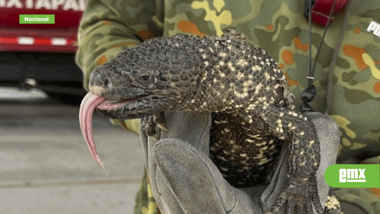 Rescatan a monstruo de Gila que paseaba en Estado de Méx... - El Mexicano