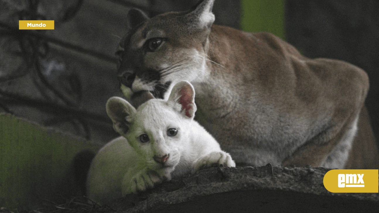 Ella es Itzae, el raro puma albino del zoológico de Nica... - El Mexicano