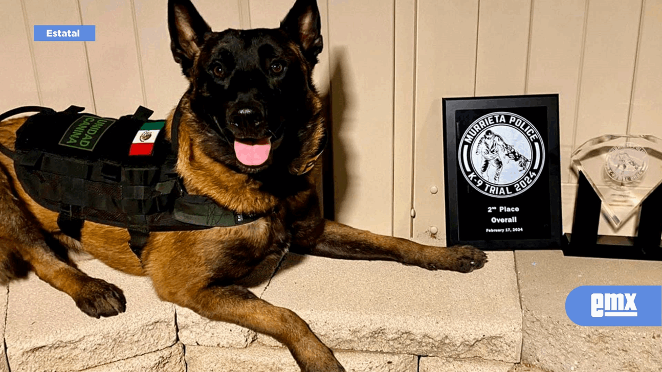 WILLIE, ORGULLO K9 DE POLICÍA, DESTACA EN COMPETENCIA IN... - El Mexicano