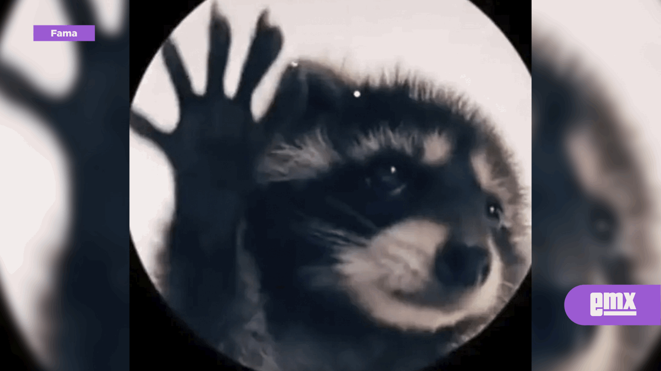 ¡Pedro, Pedro! Éste es el origen del tierno video viral... - El Mexicano