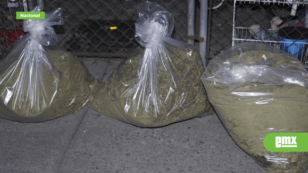 Aseguran 350 kilos de marihuana en la alcaldía Venustian... - El Mexicano